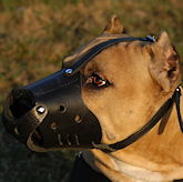 Amstaff dog harness, Amstaff dog muzzle, Amstaff dog collar , dog leash ...